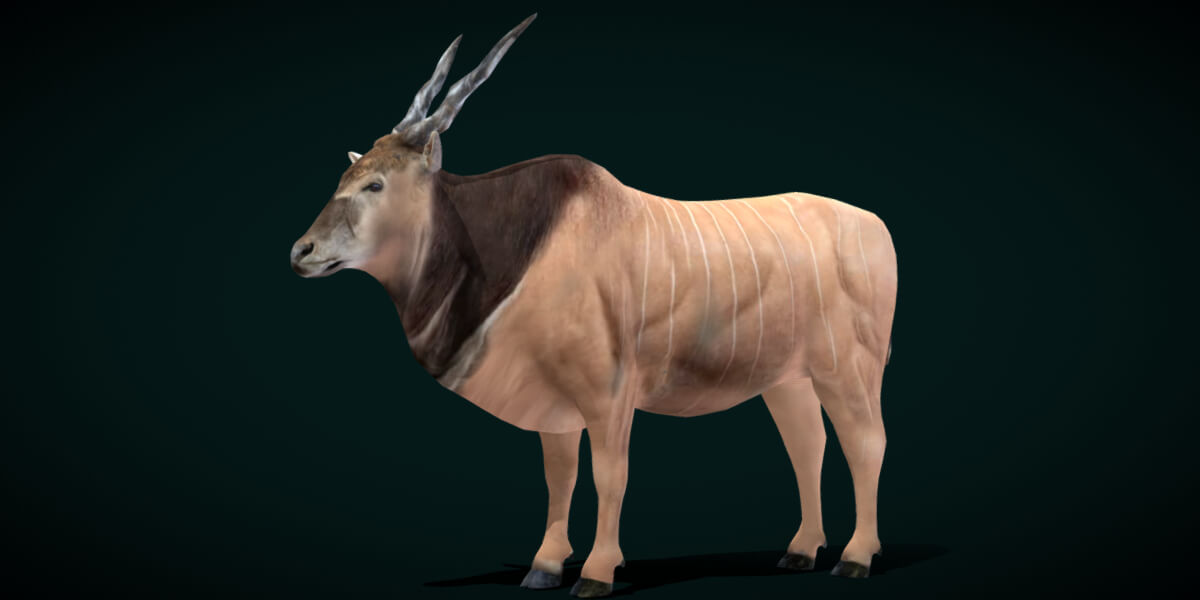 Greater Eland Antelope - 3D Model by Nyilonelycompany