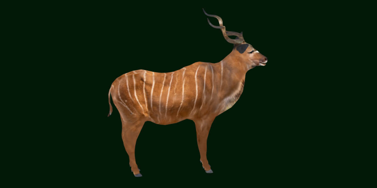 Greater Kudu Antelope Animal - 3D Model by Nyilonelycompany