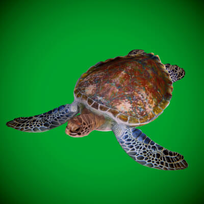 Green Sea Turtle - 3D Model by Nyilonelycompany