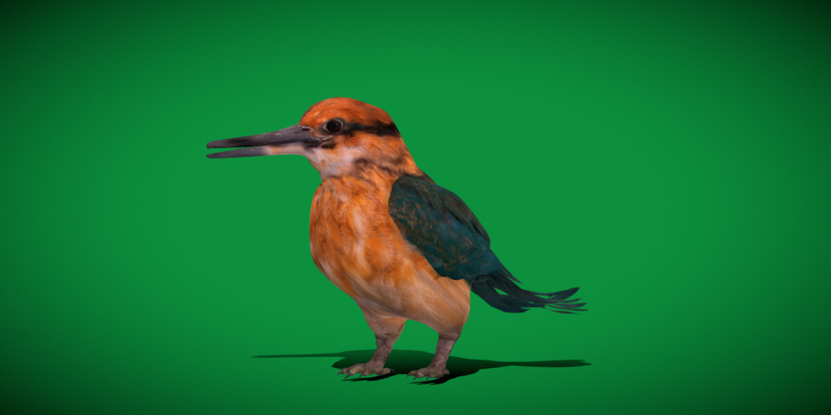 Guam Micronesian Kingfisher Bird - 3D Model by Nyilonelycompany