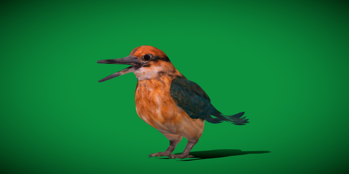 Guam Micronesian Kingfisher Bird - 3D Model by Nyilonelycompany