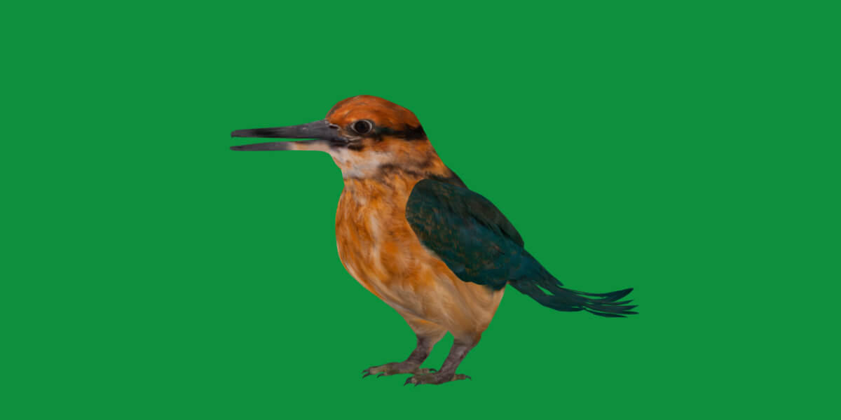 Guam Micronesian Kingfisher Bird - 3D Model by Nyilonelycompany