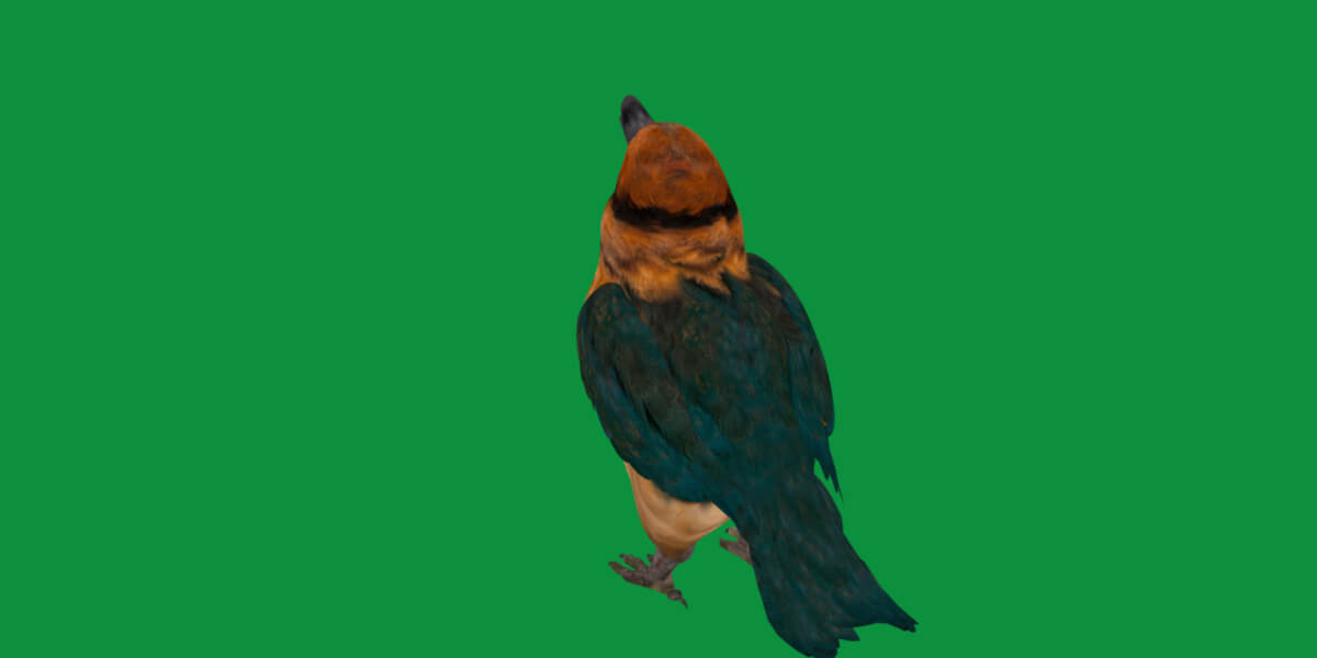 Guam Micronesian Kingfisher Bird - 3D Model by Nyilonelycompany