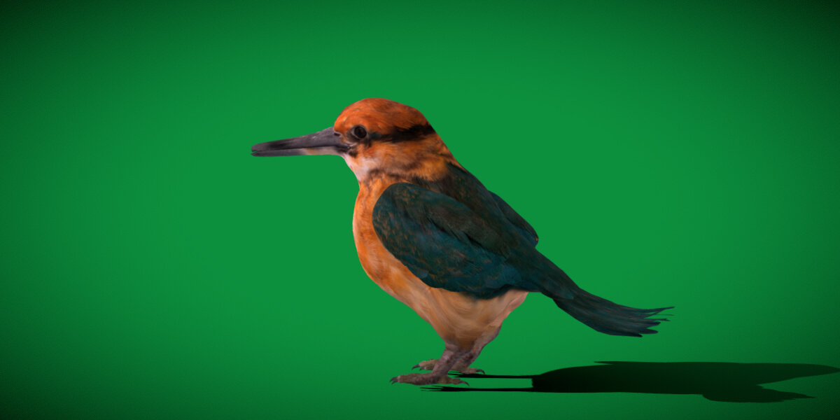Guam Micronesian Kingfisher Bird - 3D Model by Nyilonelycompany