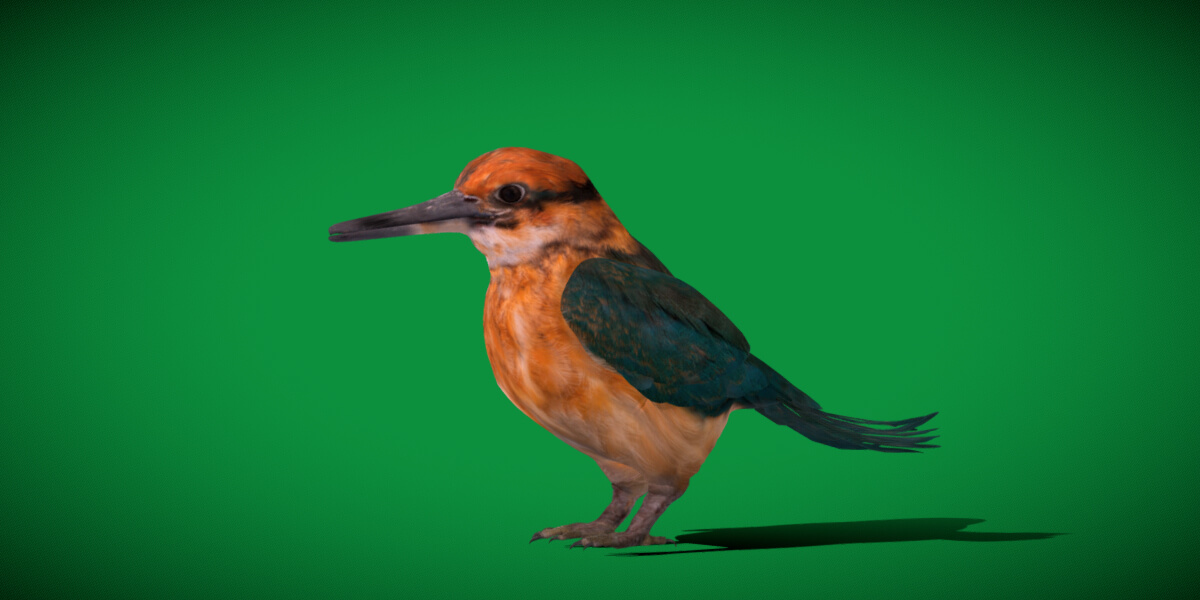 Guam Micronesian Kingfisher Bird - 3D Model by Nyilonelycompany