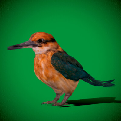 Guam Micronesian Kingfisher Bird - 3D Model by Nyilonelycompany