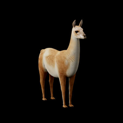 Guanaco Llama - 3D Model by Nyilonelycompany