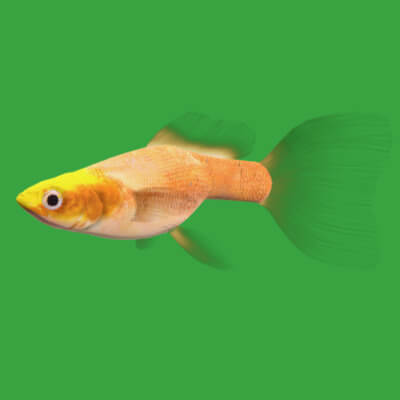 Blend 3D Models | Animals | Fish | RenderHub