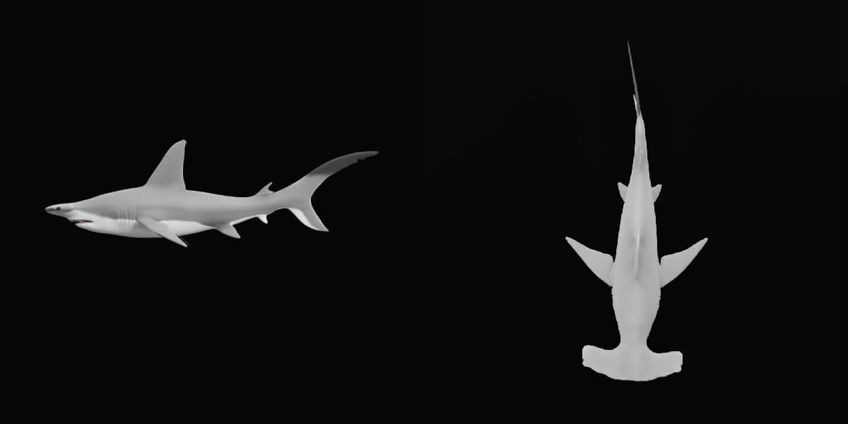 Hammerhead Shark - 3D Model by Nyilonelycompany