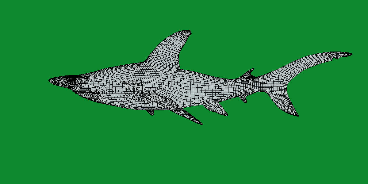 Hammerhead Shark - 3D Model by Nyilonelycompany
