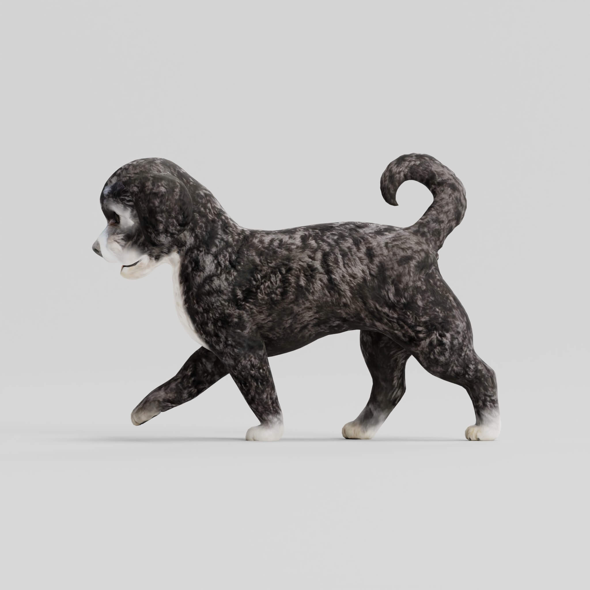 Havanese Dog Breed Marvin - 3D Model by Nyilonelycompany