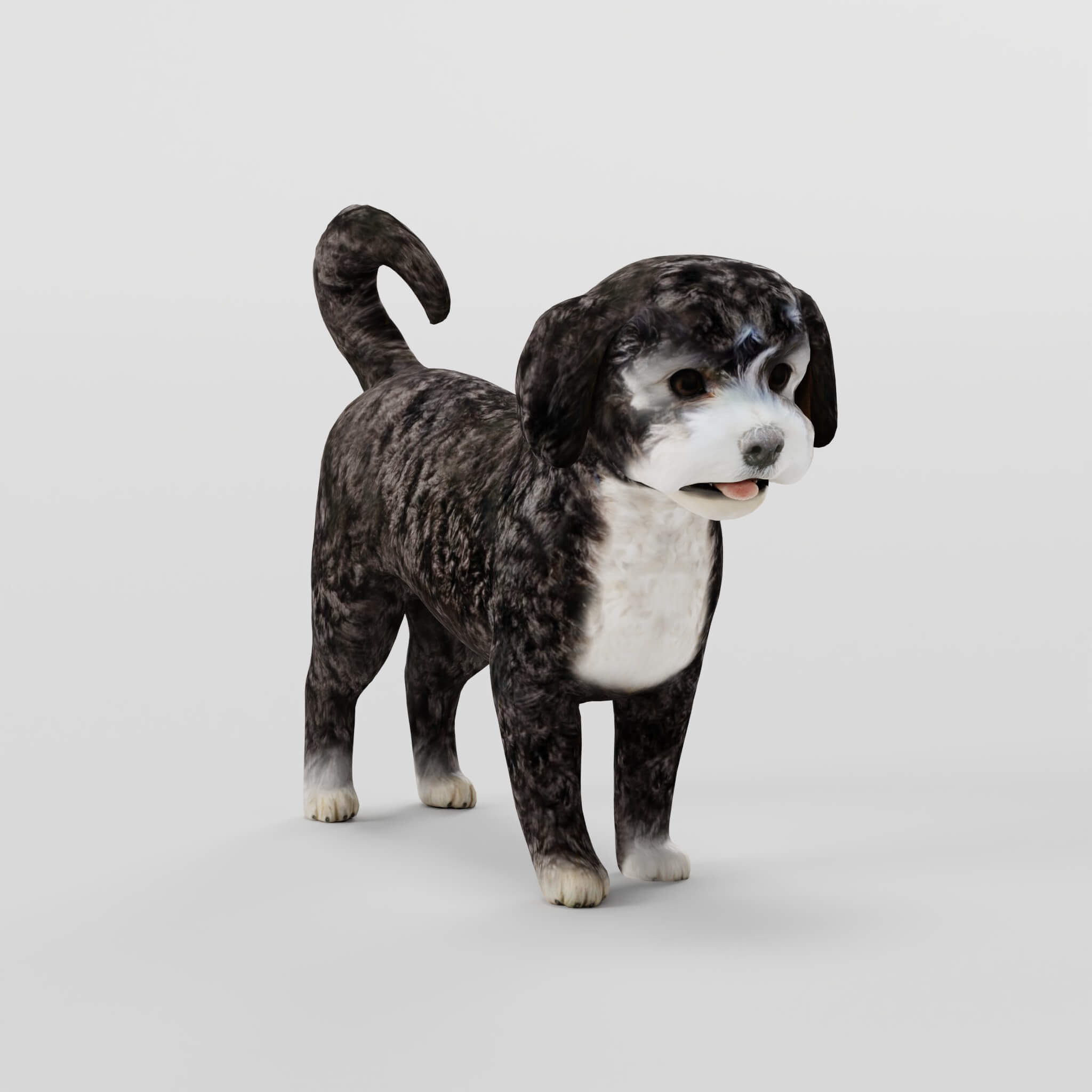 Havanese Dog Breed Marvin - 3D Model by Nyilonelycompany
