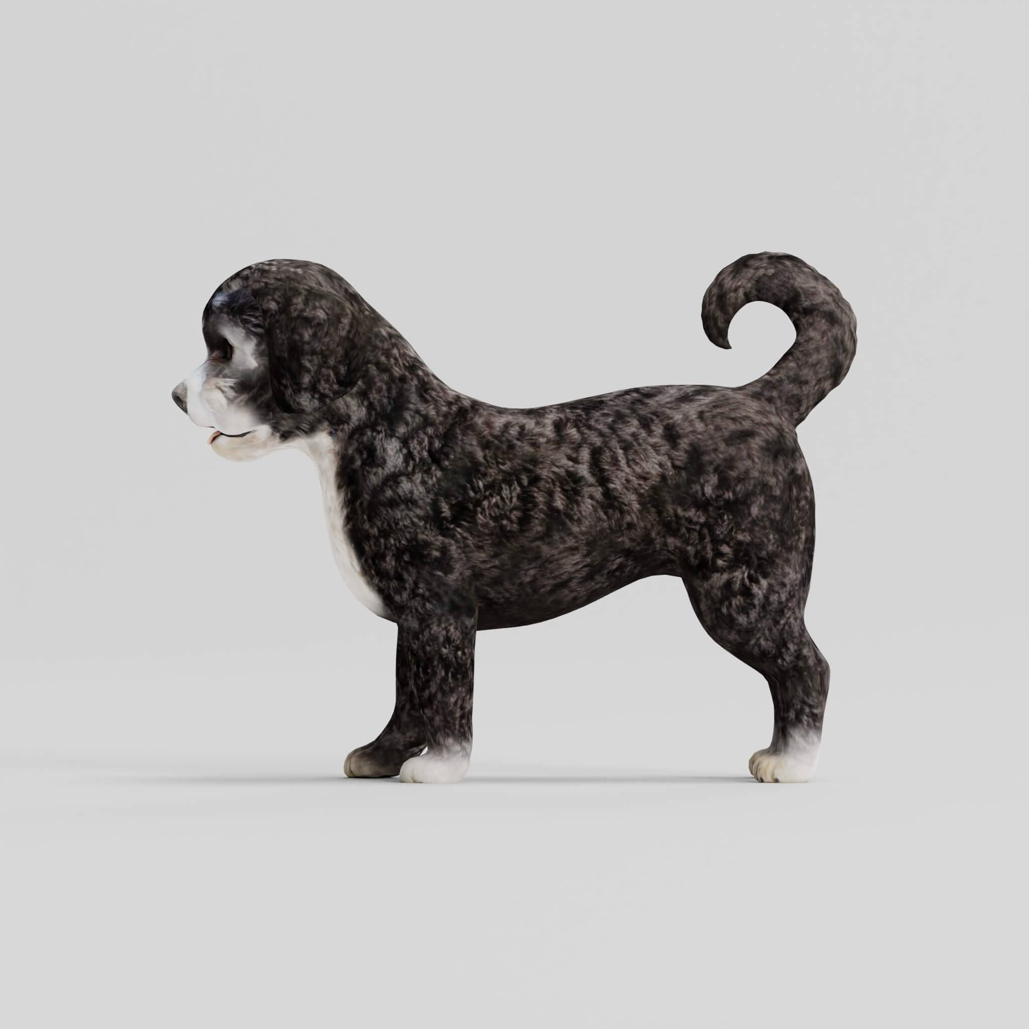 Havanese Dog Breed Marvin - 3D Model by Nyilonelycompany