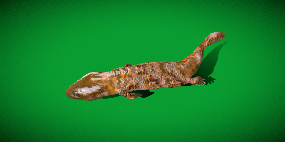 Hellbender Salamander - 3D Model by Nyilonelycompany