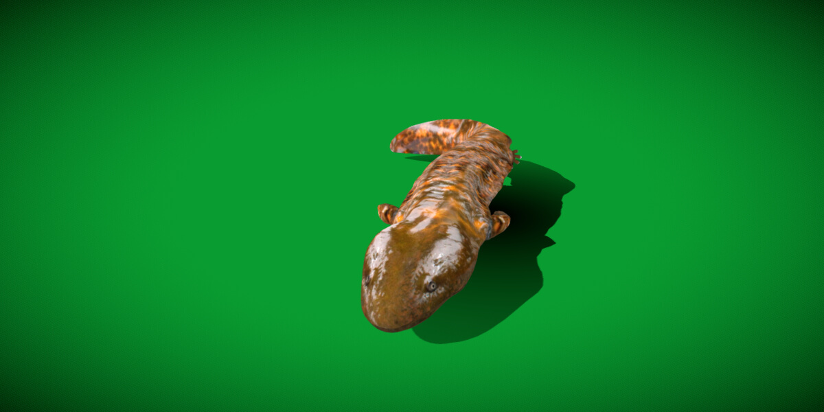 Hellbender Salamander - 3D Model by Nyilonelycompany