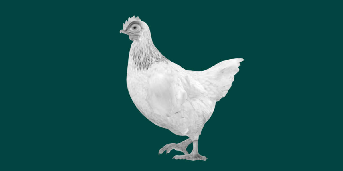 Hen Chicken - 3D Model by Nyilonelycompany