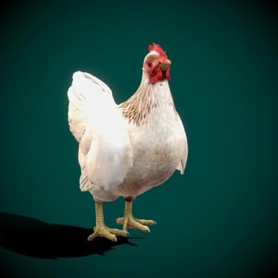 Nyilonelycompany | 3D Models | Chickens