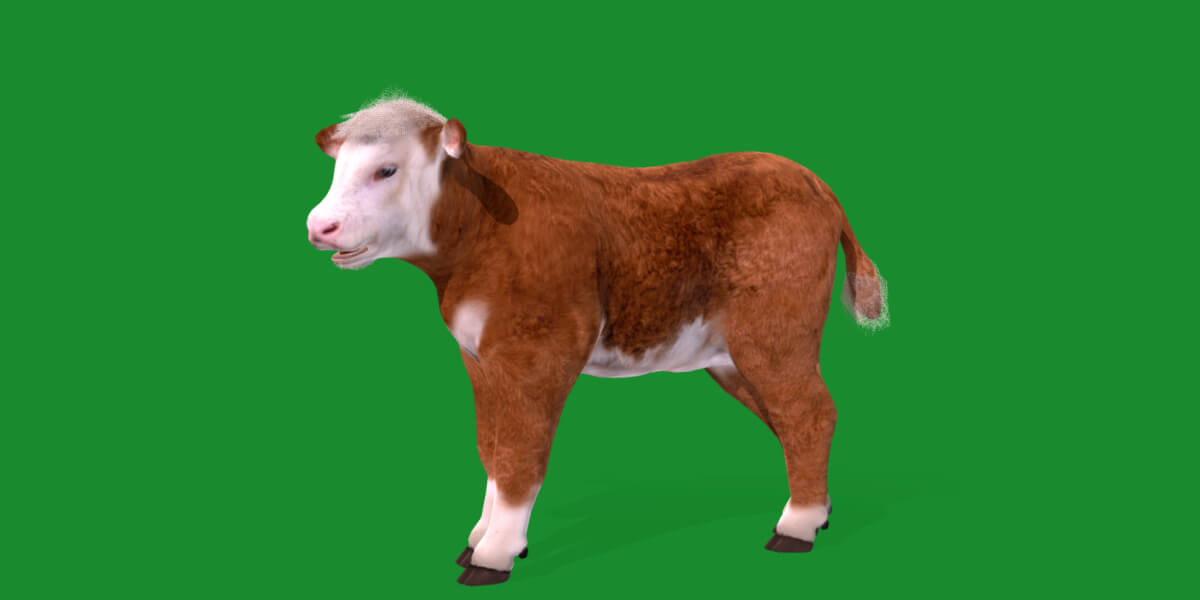Hereford Cattle Calf - 3D Model by Nyilonelycompany