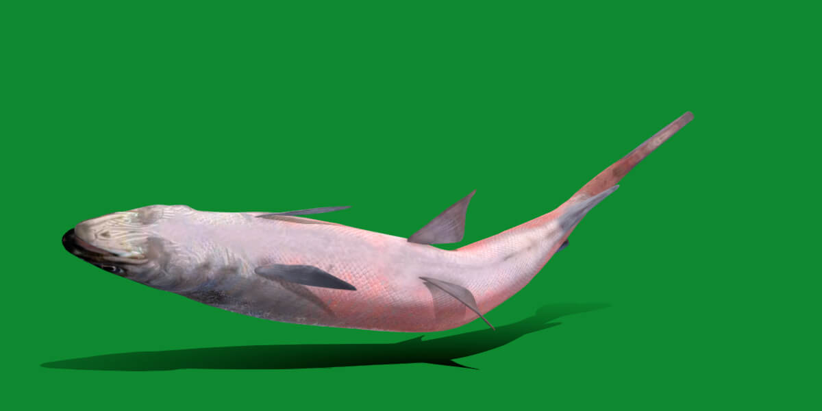 Huchen Danube Salmon Fish - 3D Model by Nyilonelycompany