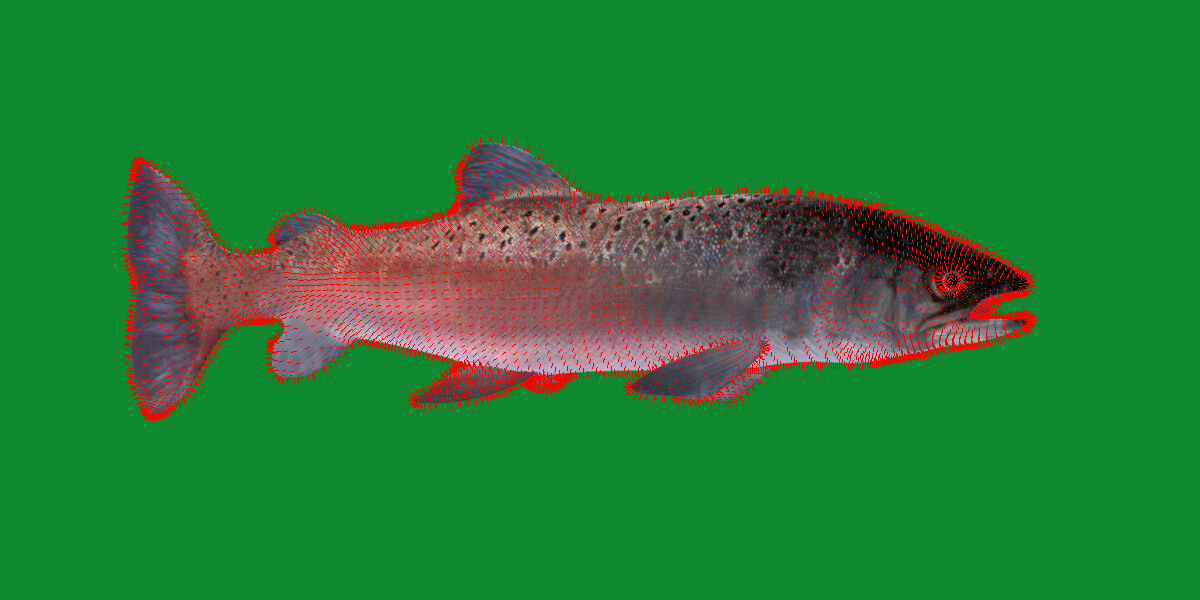 Huchen Danube Salmon Fish - 3D Model by Nyilonelycompany