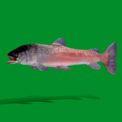 Usdz 3D Models | Fish | Salmon | RenderHub
