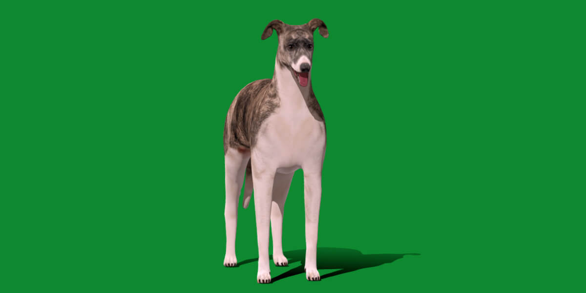 Hungarian Greyhound Magyar Agar Dog - 3D Model by Nyilonelycompany