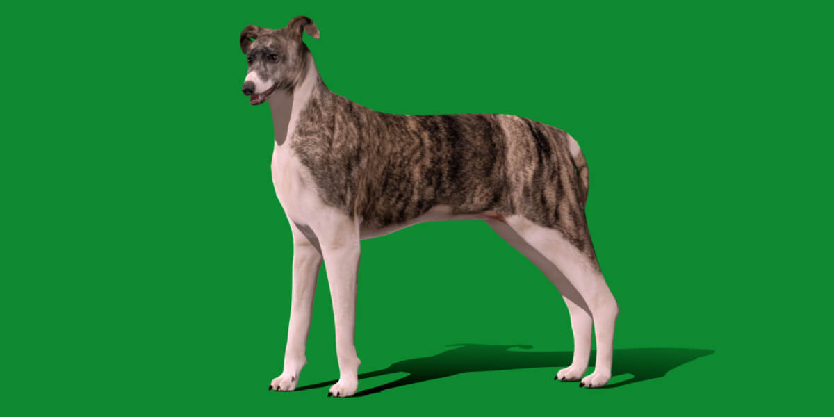 Hungarian Greyhound Magyar Agar Dog - 3D Model by Nyilonelycompany