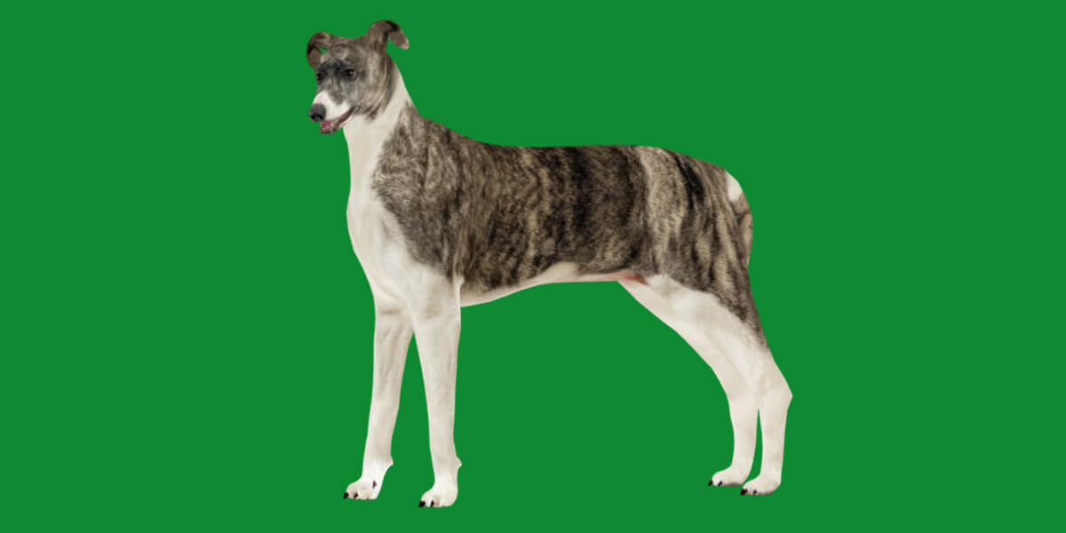 Hungarian Greyhound Magyar Agar Dog - 3D Model by Nyilonelycompany