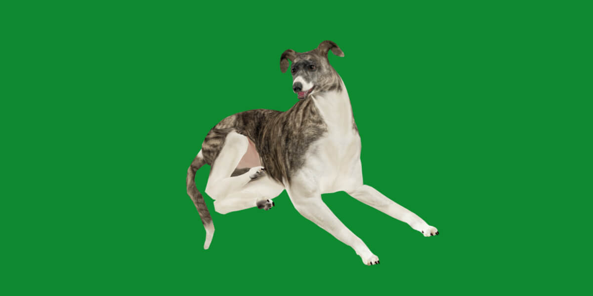 Hungarian Greyhound Magyar Agar Dog - 3D Model by Nyilonelycompany