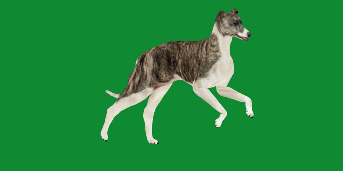 Hungarian Greyhound Magyar Agar Dog - 3D Model by Nyilonelycompany