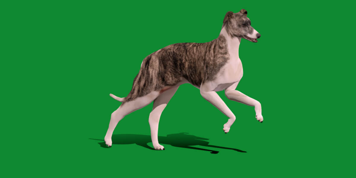 Hungarian Greyhound Magyar Agar Dog - 3D Model by Nyilonelycompany