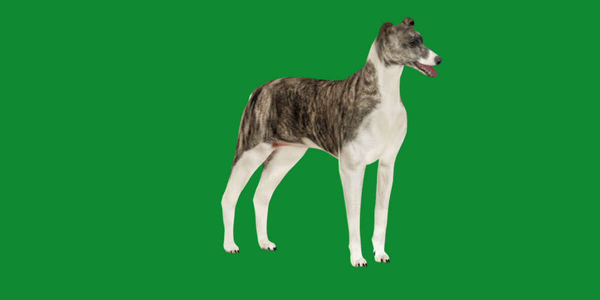 Hungarian Greyhound Magyar Agar Dog - 3D Model by Nyilonelycompany