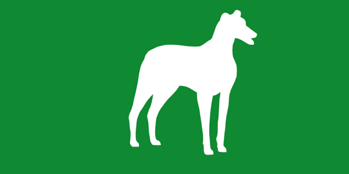 Hungarian Greyhound Magyar Agar Dog - 3D Model by Nyilonelycompany