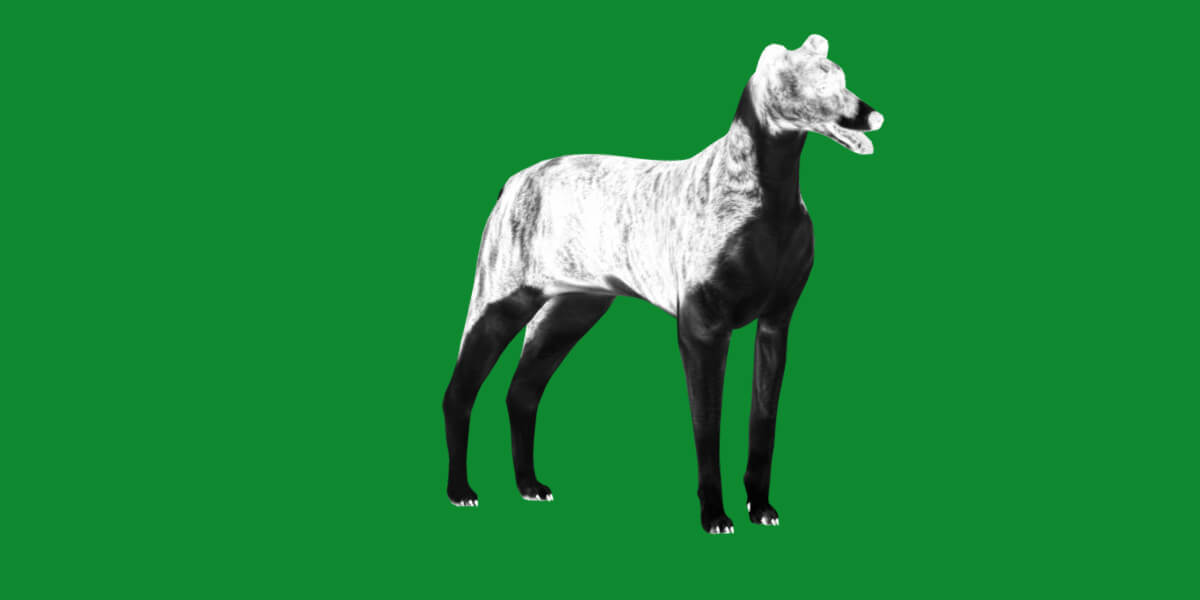 Hungarian Greyhound Magyar Agar Dog - 3D Model by Nyilonelycompany