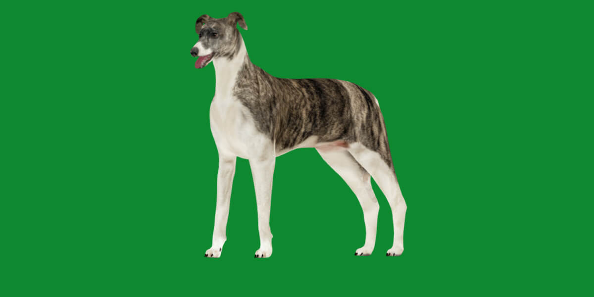 Hungarian Greyhound Magyar Agar Dog - 3D Model by Nyilonelycompany