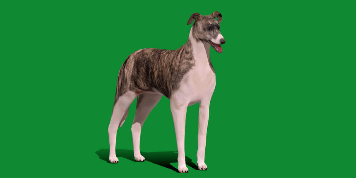 Hungarian Greyhound Magyar Agar Dog - 3D Model by Nyilonelycompany