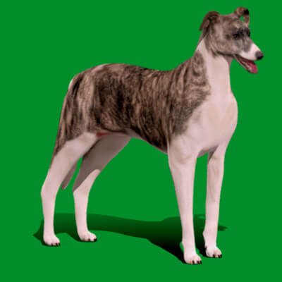 Hungarian Greyhound Magyar Agar Dog - 3D Model by Nyilonelycompany