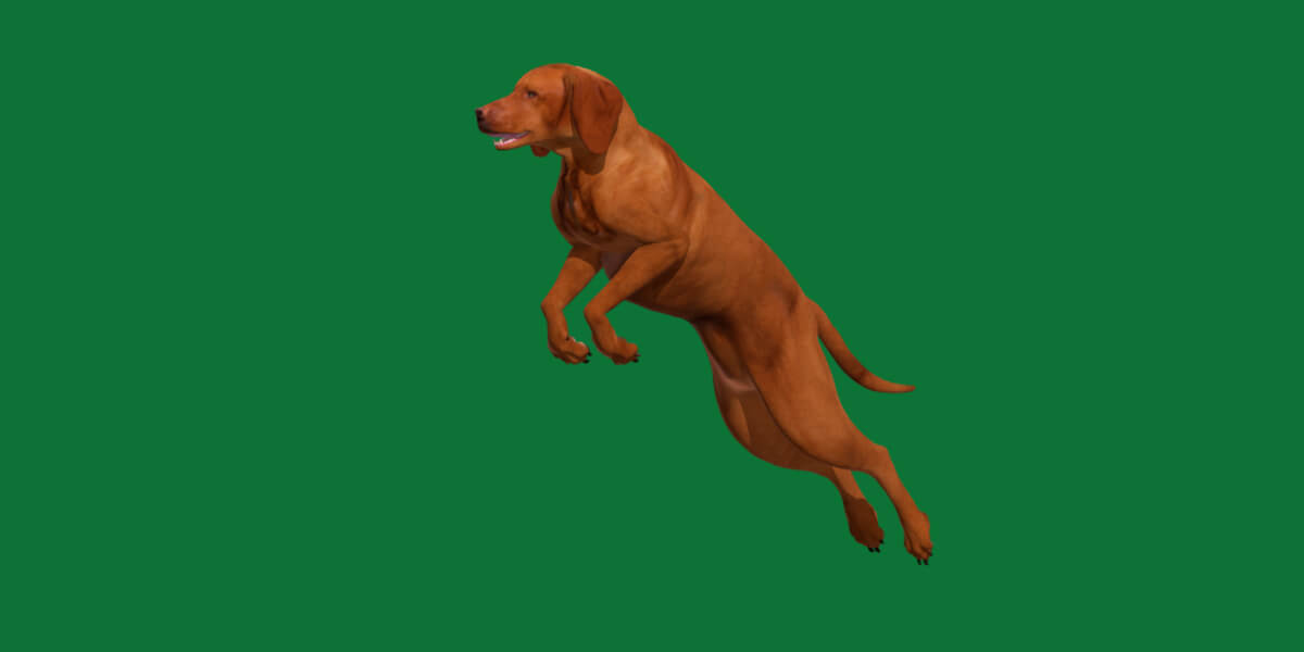 Hungarian Vizsla Dog - 3D Model by Nyilonelycompany
