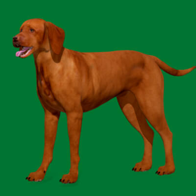 Hungarian Vizsla Dog - 3D Model by Nyilonelycompany