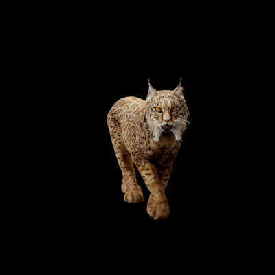 3D Models | Animals | Lynx | RenderHub