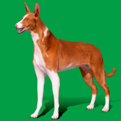 Ibizan Hound Dog - 3D Model by Nyilonelycompany