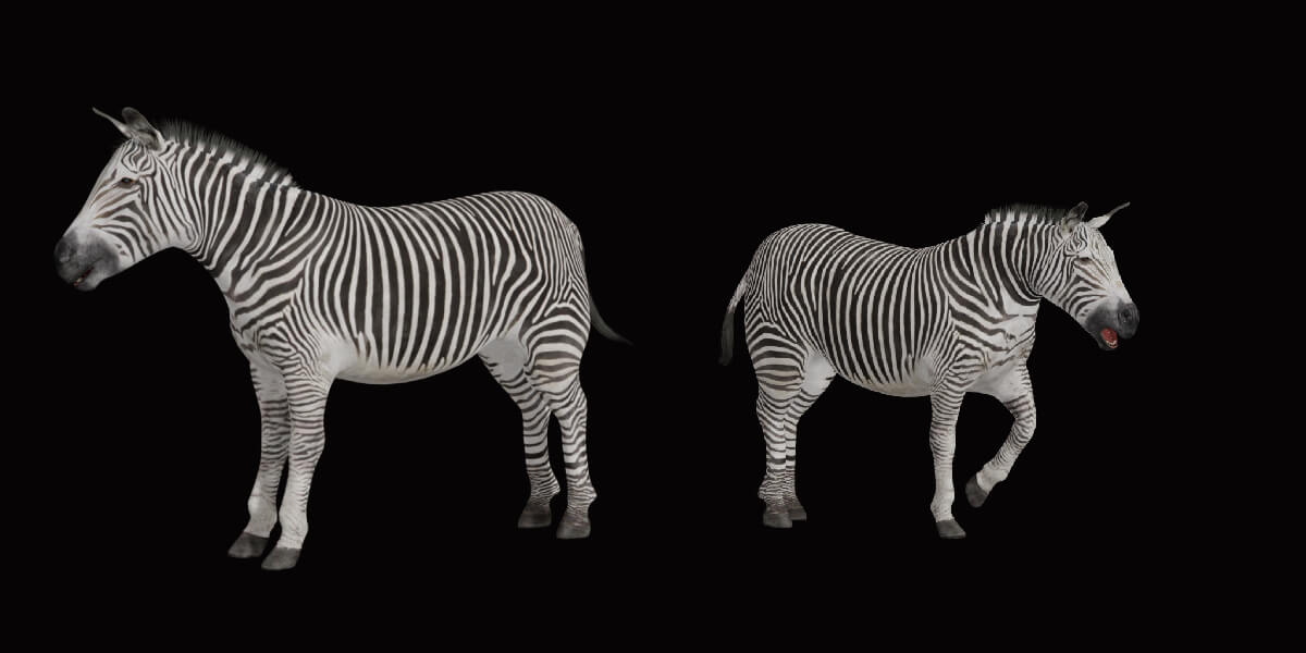 Imperial Zebra - 3D Model by Nyilonelycompany
