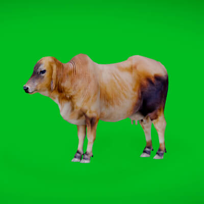 Obj 3D Models | Animals | Cows | RenderHub