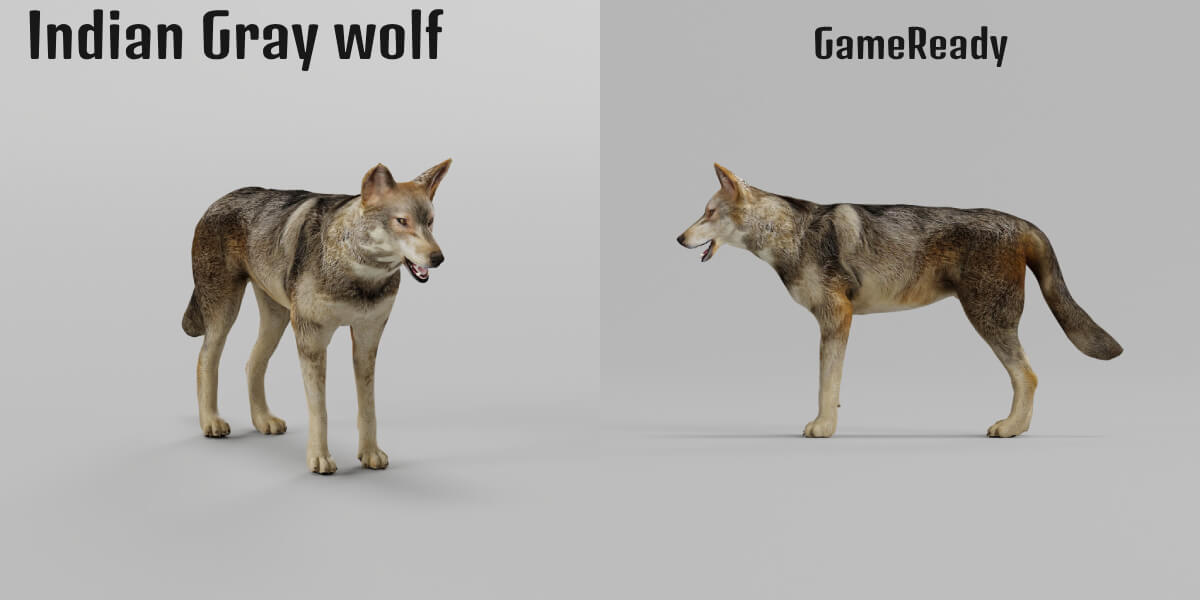 Indian Gray Wolf - 3D Model by Nyilonelycompany