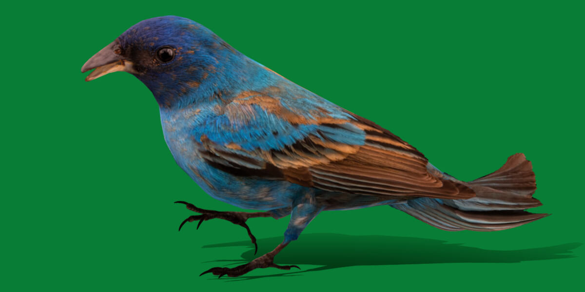 Indigo Bunting Bird - 3D Model by Nyilonelycompany