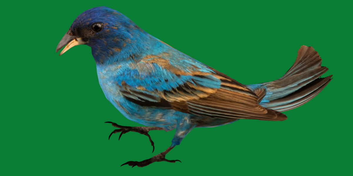 Indigo Bunting Bird - 3D Model by Nyilonelycompany