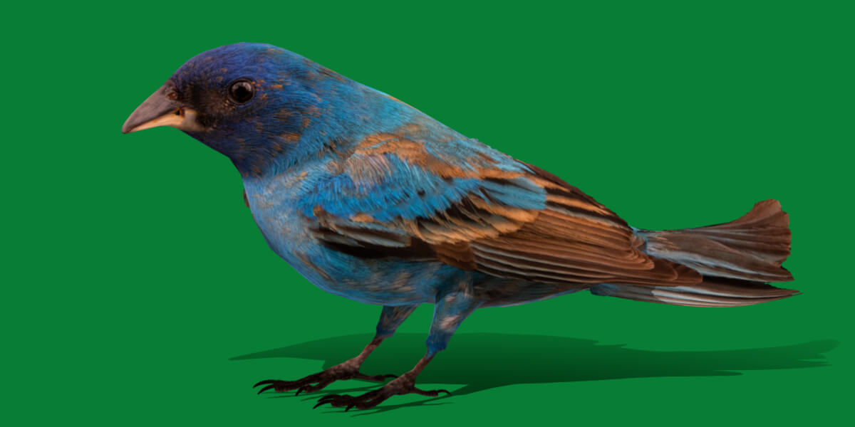 Indigo Bunting Bird - 3D Model by Nyilonelycompany