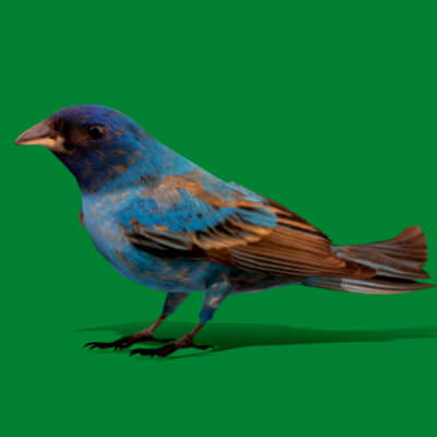 Indigo Bunting Bird - 3D Model by Nyilonelycompany