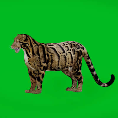 Indochina Clouded Leopard - 3D Model by Nyilonelycompany
