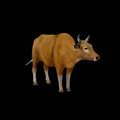 Usdz 3D Models | Animals | Cattle | RenderHub